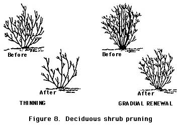 Follow Proper Pruning Techniques - Earth-Kind® Landscaping Earth-Kind ...