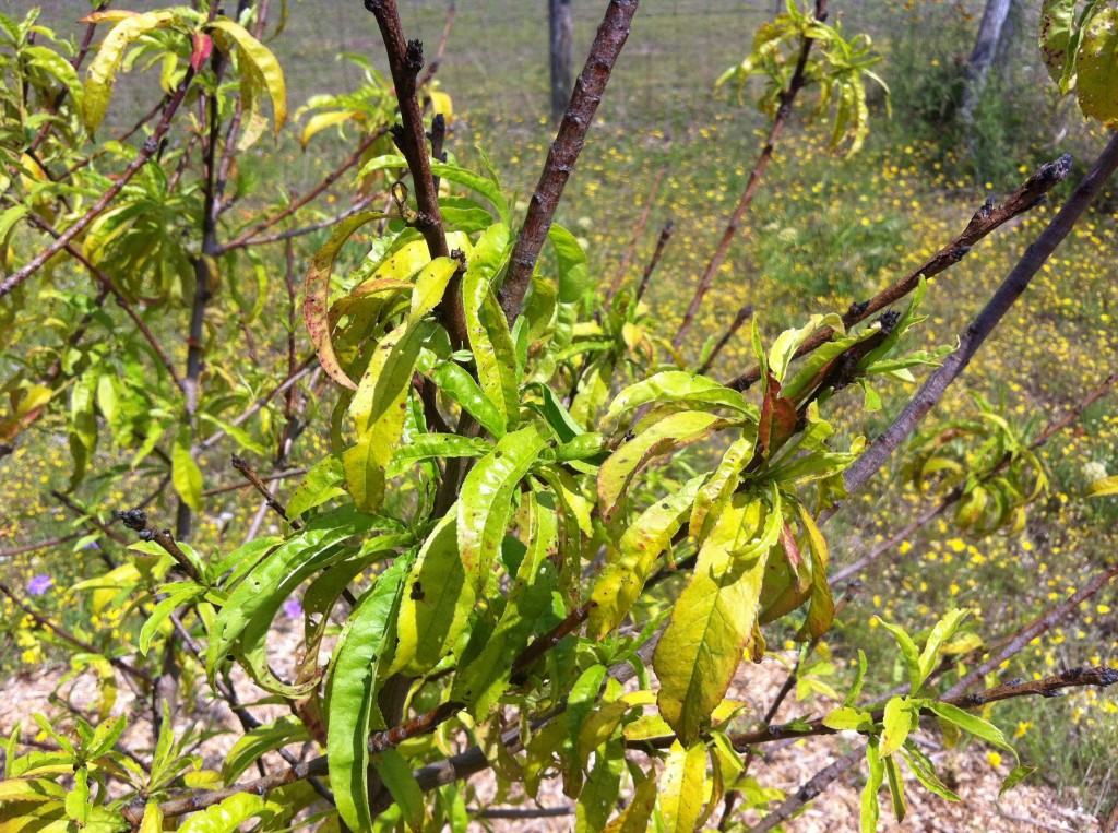 Peach problems - Fruit & Nut Resources Fruit & Nut Resources