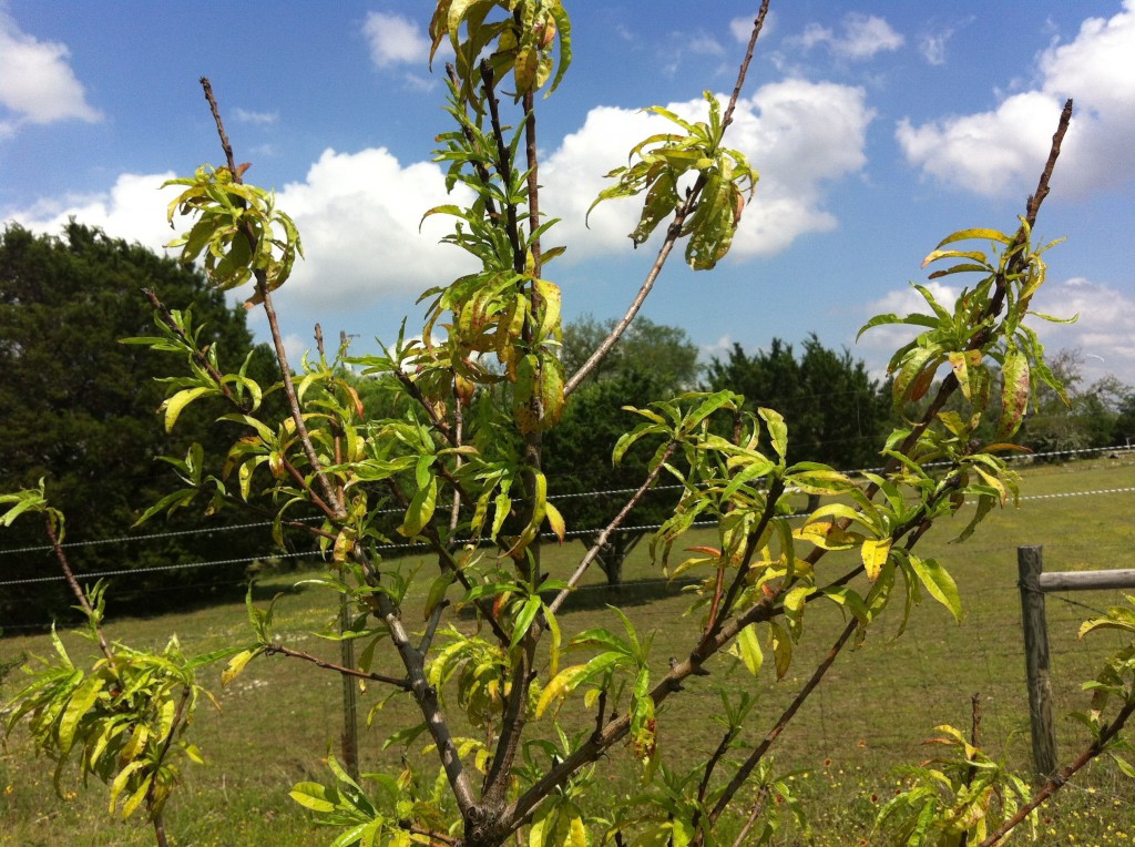 Peach problems - Fruit & Nut Resources Fruit & Nut Resources