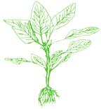 Amaranths (Chinese Spinach) - Vegetable Resources Vegetable Resources