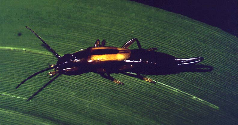 Earwig - Vegetable Resources Vegetable Resources
